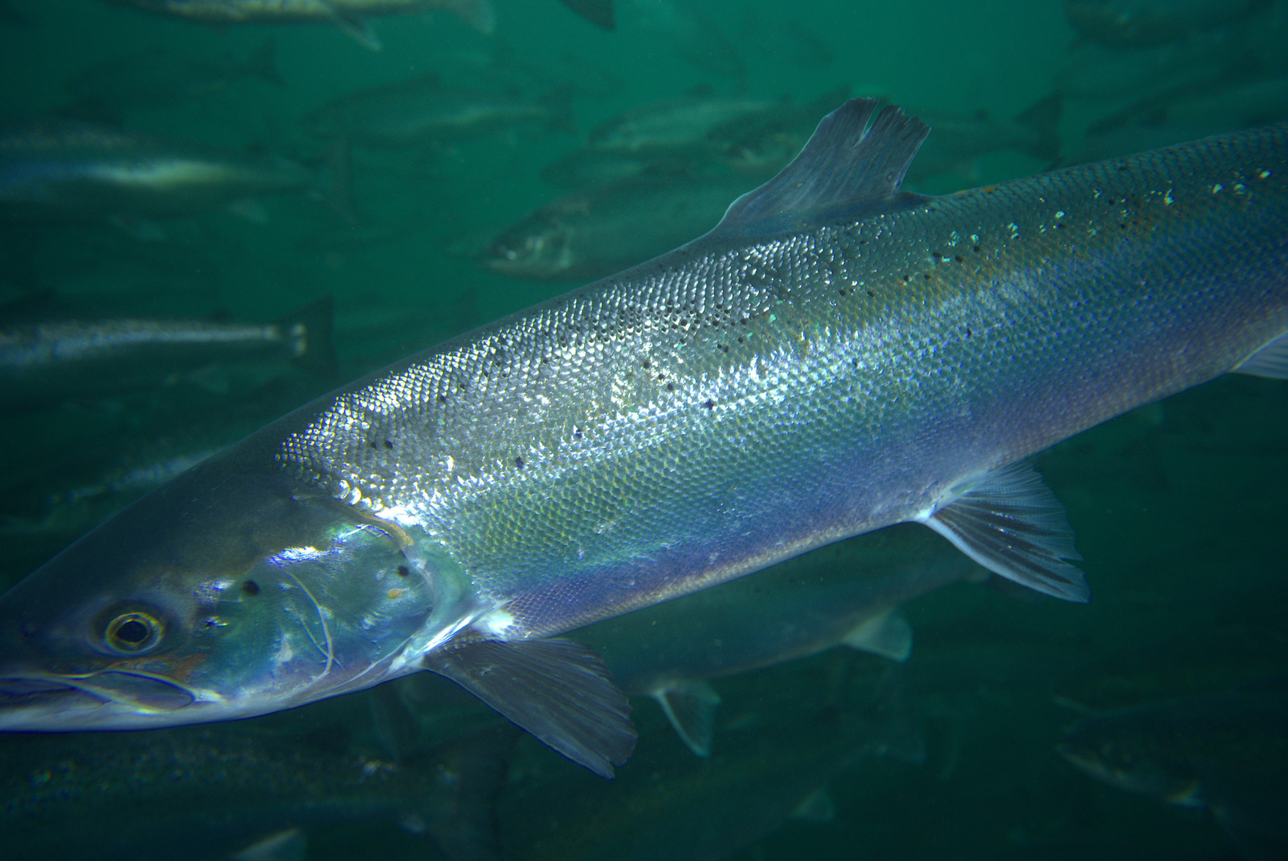 Machine Vision Camera - Imenco Aqua